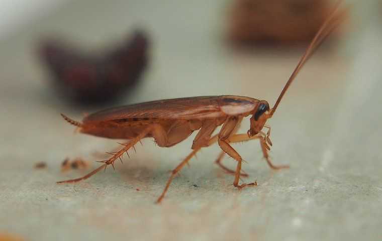 Cockroach Control 101: An All-Inclusive Guide For Wayne Homeowners