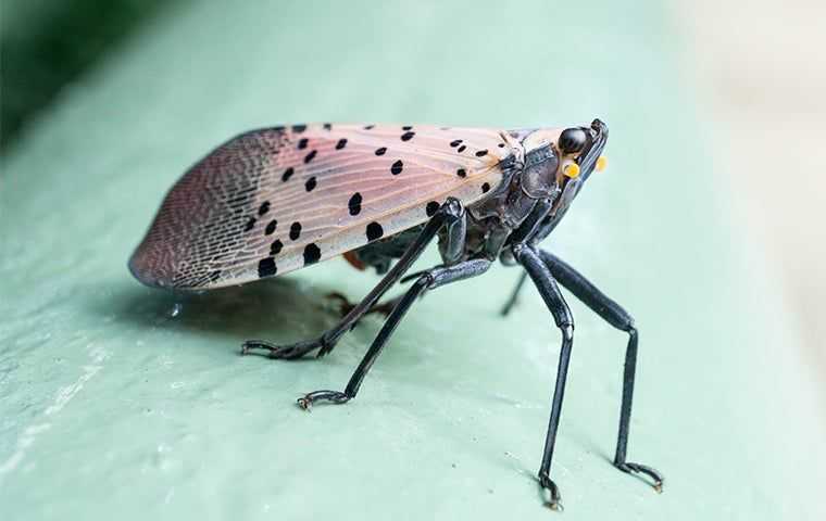 Spotted Lanternfly Identification Guide | Trius Pest Management