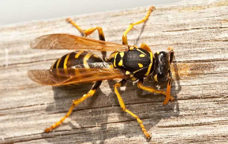 Stinging Insect Identification Guide | Trius Pest Management